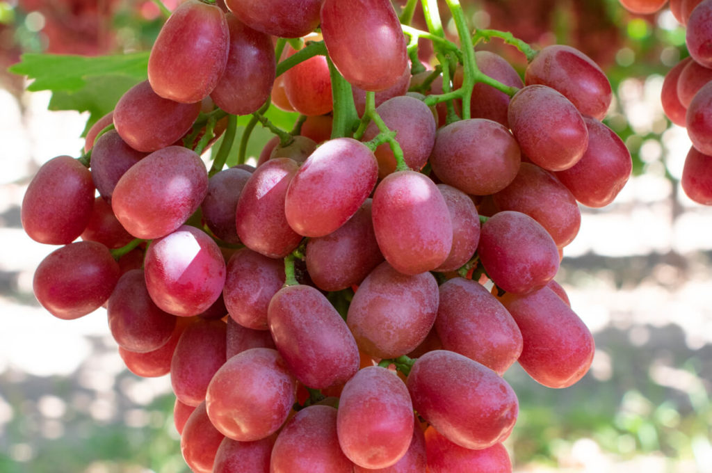 Varieties Grapes- A exceptional varieties developed by SNFL