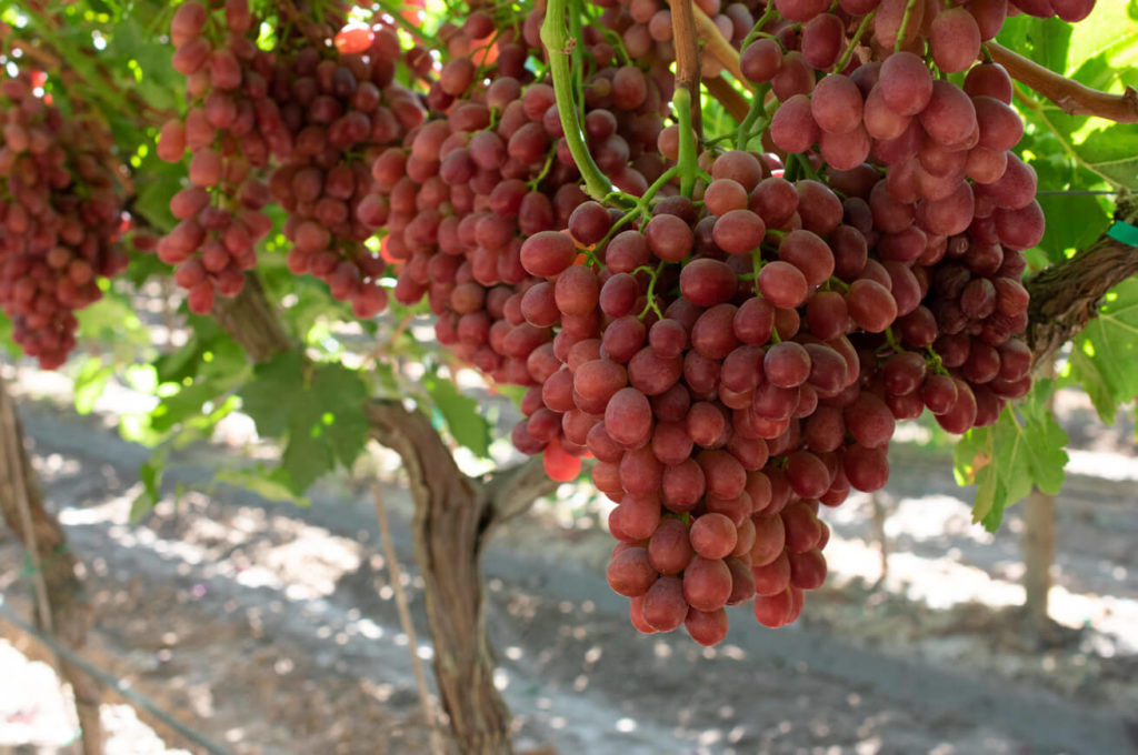 Varieties Grapes- A exceptional varieties developed by SNFL