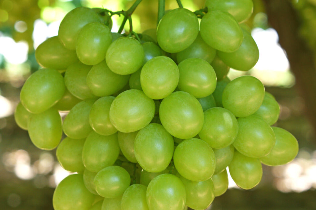 Varieties Grapes- A exceptional varieties developed by SNFL