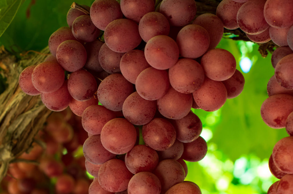Varieties Grapes- A exceptional varieties developed by SNFL
