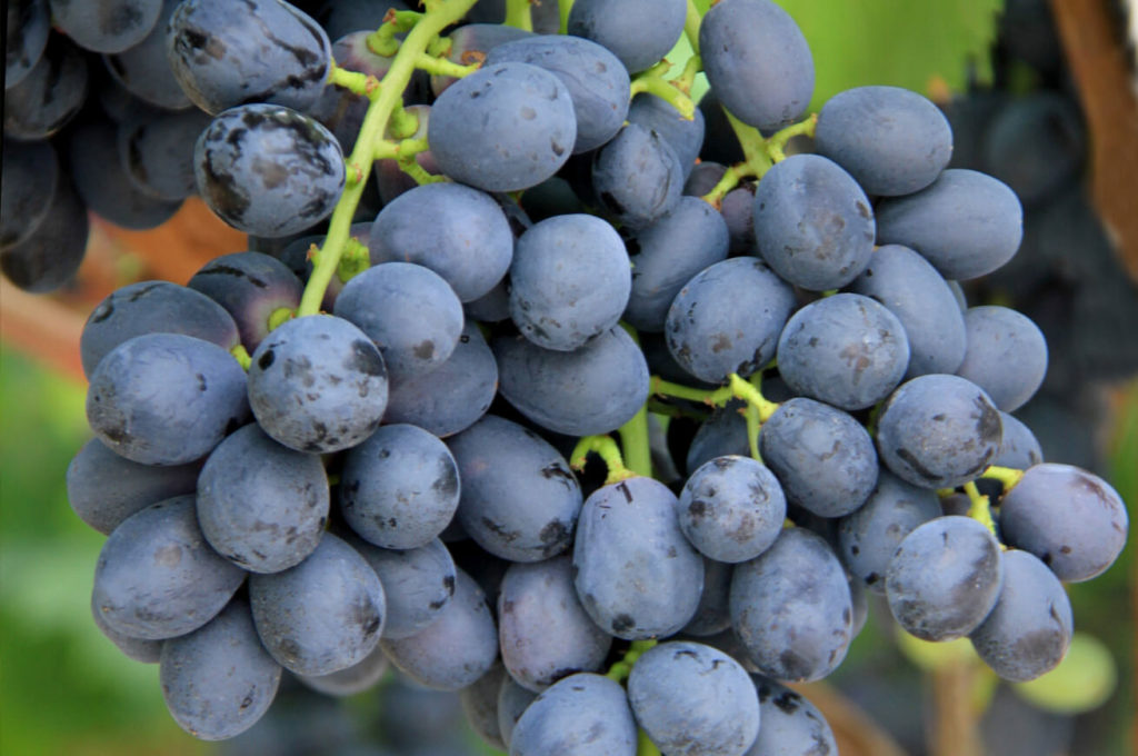 Varieties Grapes- A exceptional varieties developed by SNFL