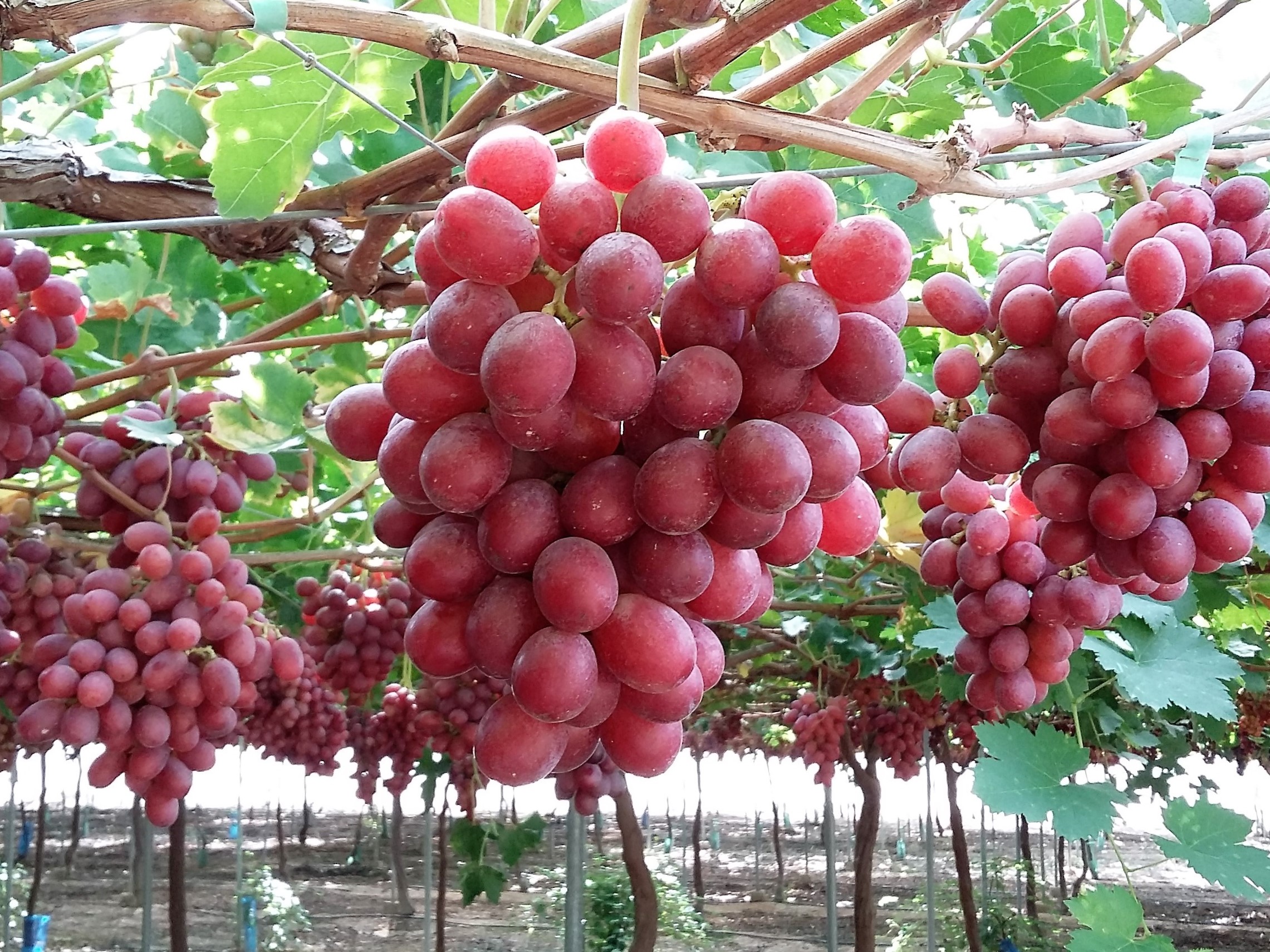 AUSTRALIA GROWS AS A PLAYER IN THE TABLE GRAPE - SNFL Group
