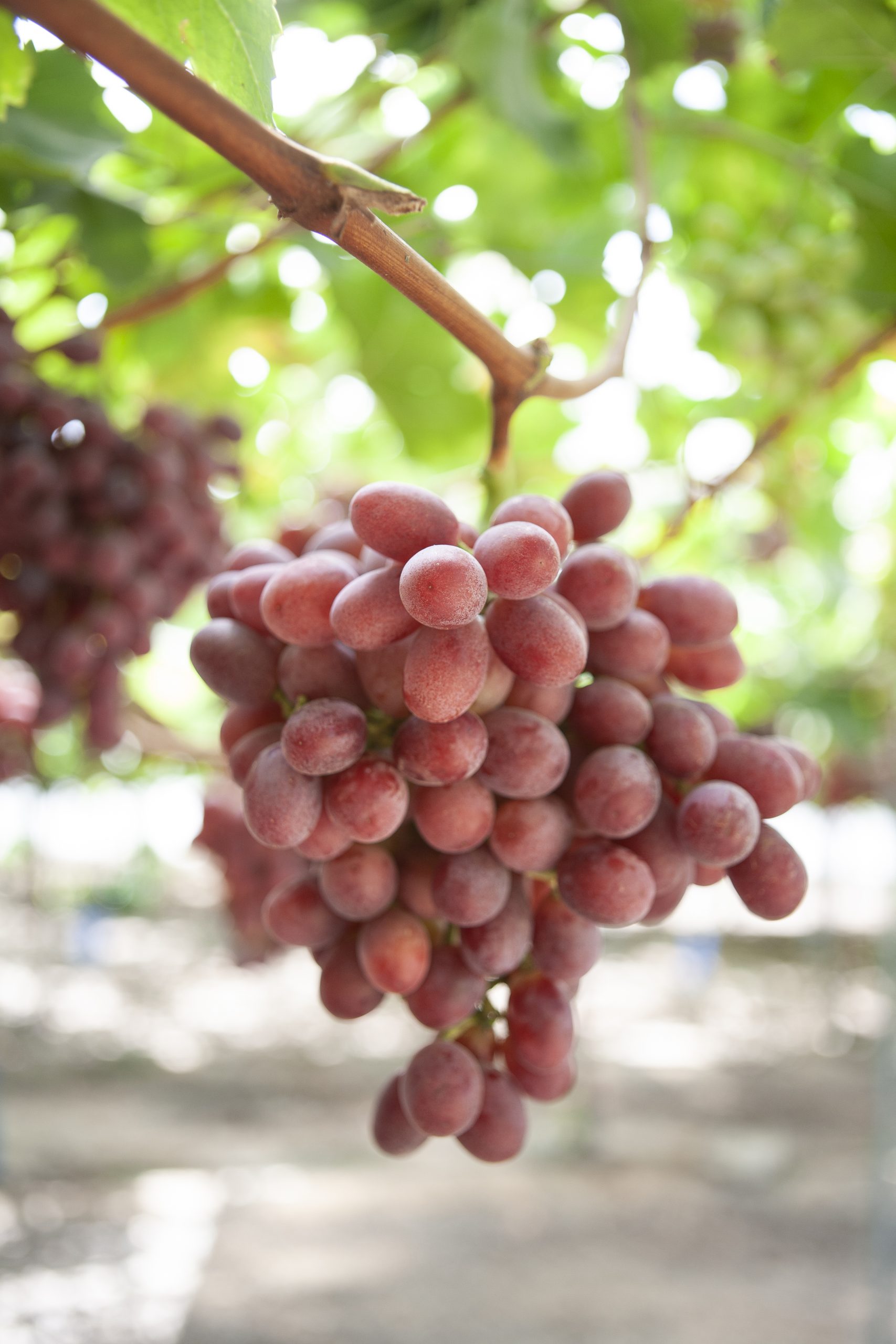 SNFL Australia: Delivering HQ Seedless Varieties to Asia - SNFL Group